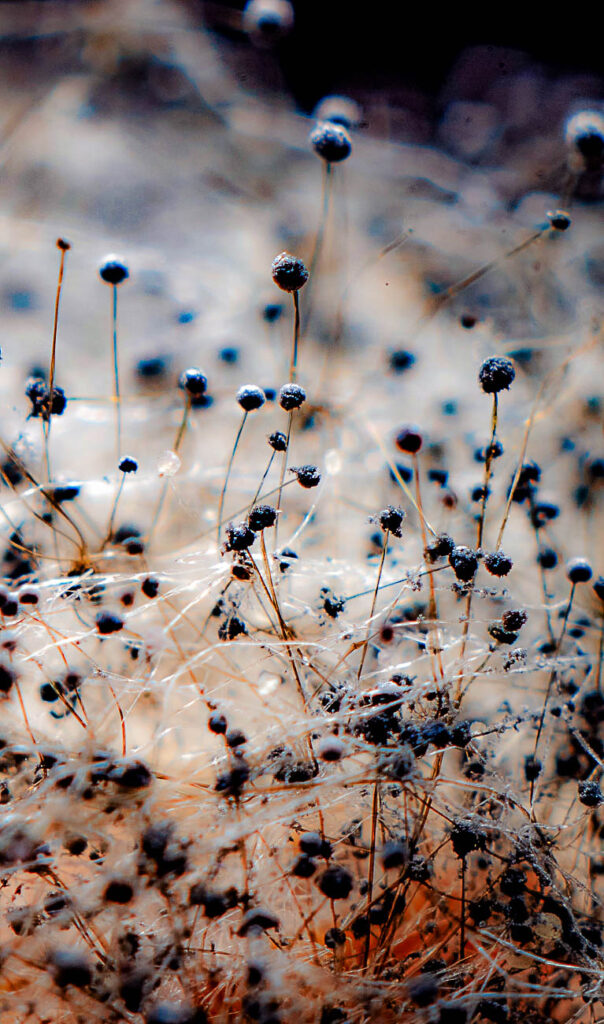 Mold Concerns - O2 BioLabs